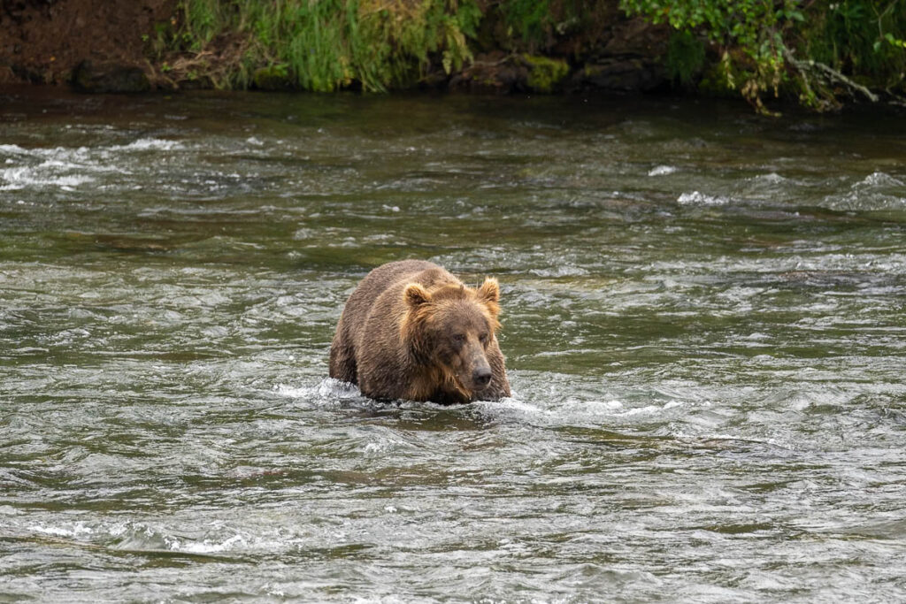 Bear Viewing in Katmai National Park: Everything You Need to Know ...