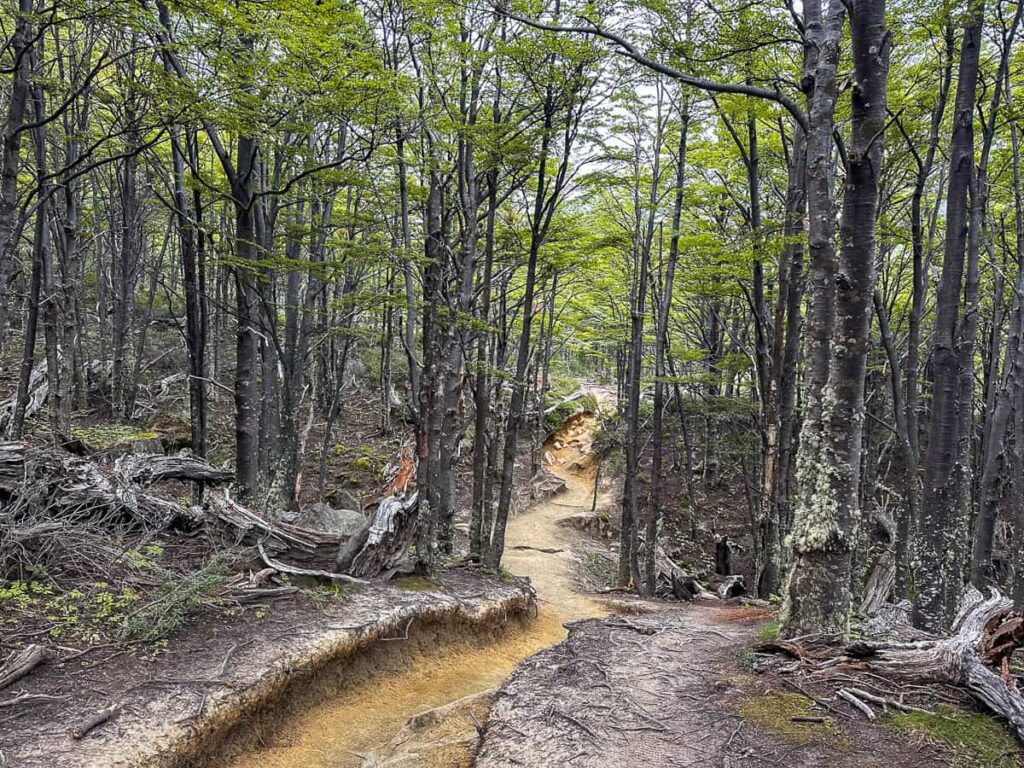 The W Trek in Patagonia: Everything You Need to Know - 90summers.com