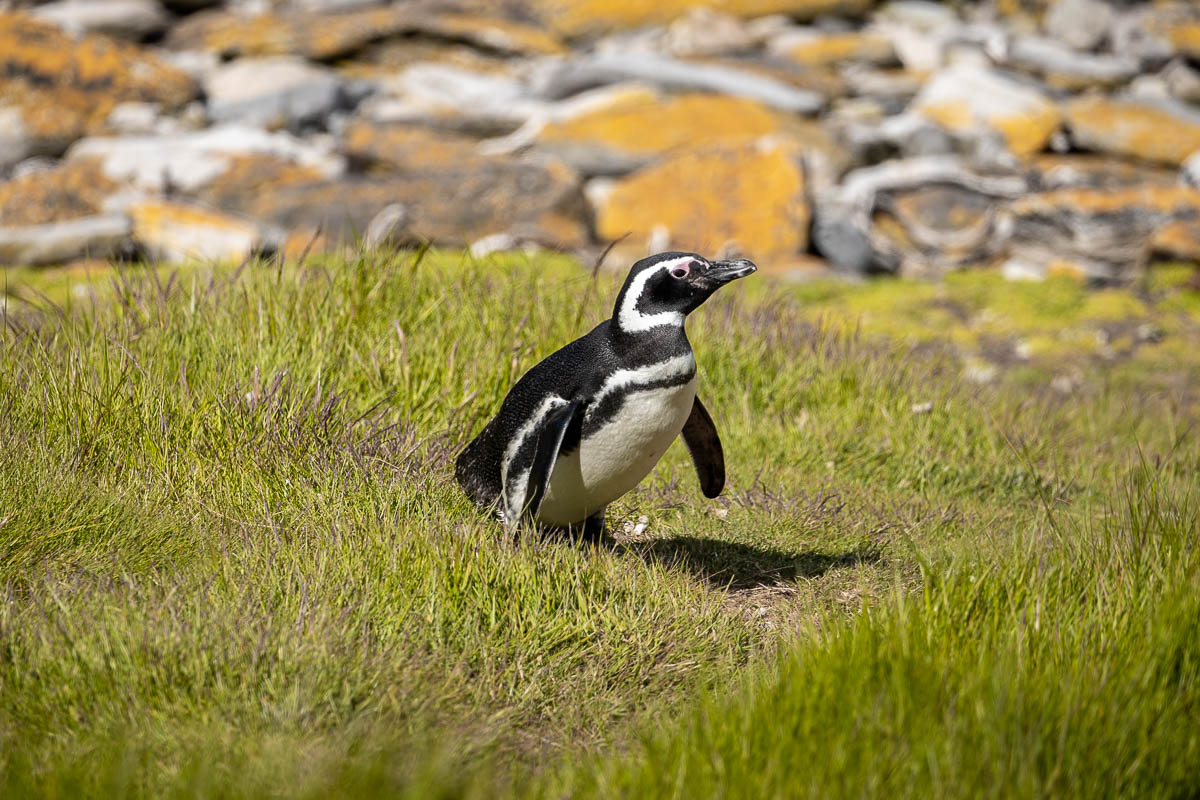 Martillo Island: What You Need to Know About Seeing Penguins in Ushuaia ...