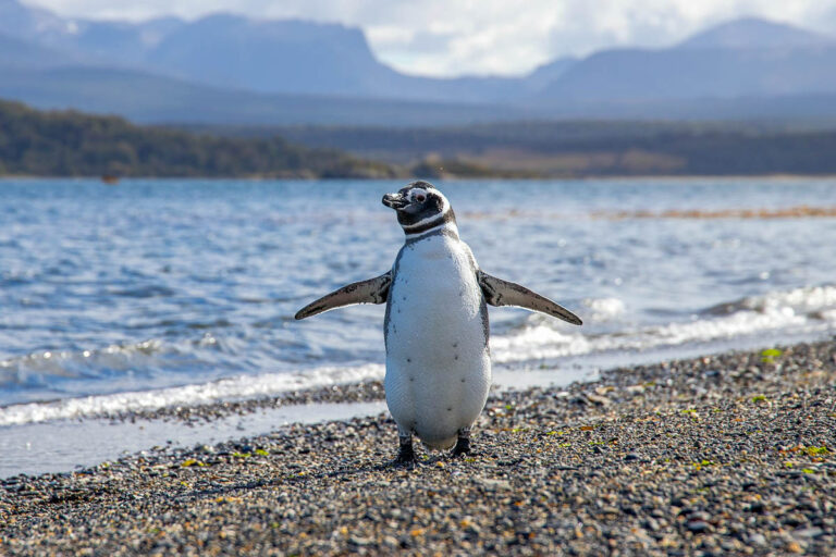 Martillo Island: What You Need to Know About Seeing Penguins in Ushuaia ...