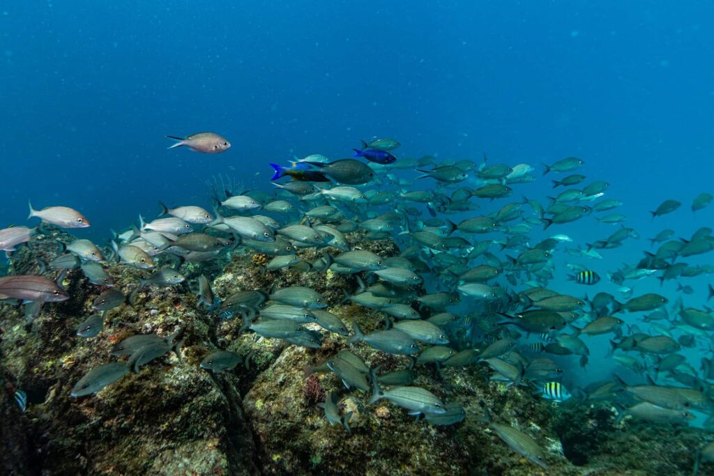 8 Incredible Things to do in Dry Tortugas National Park in Florida ...